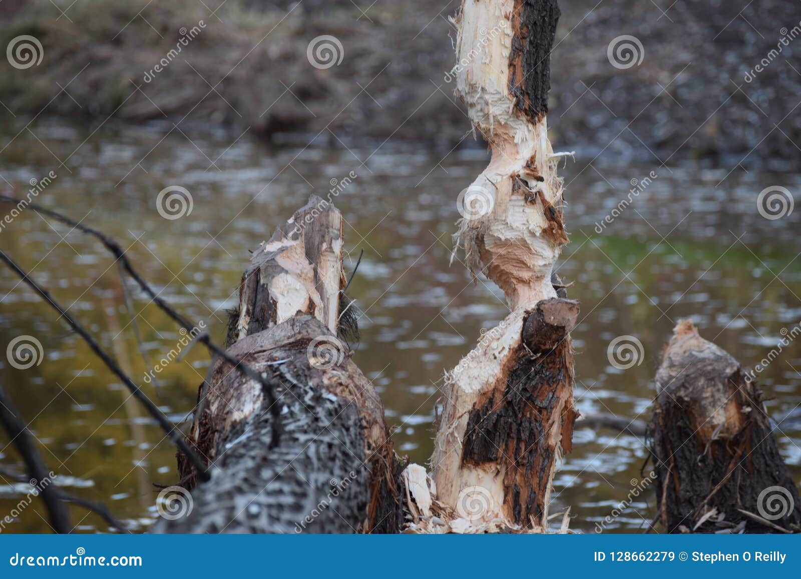 Beaver carvings stock image. Image of stumps, three - 128662279