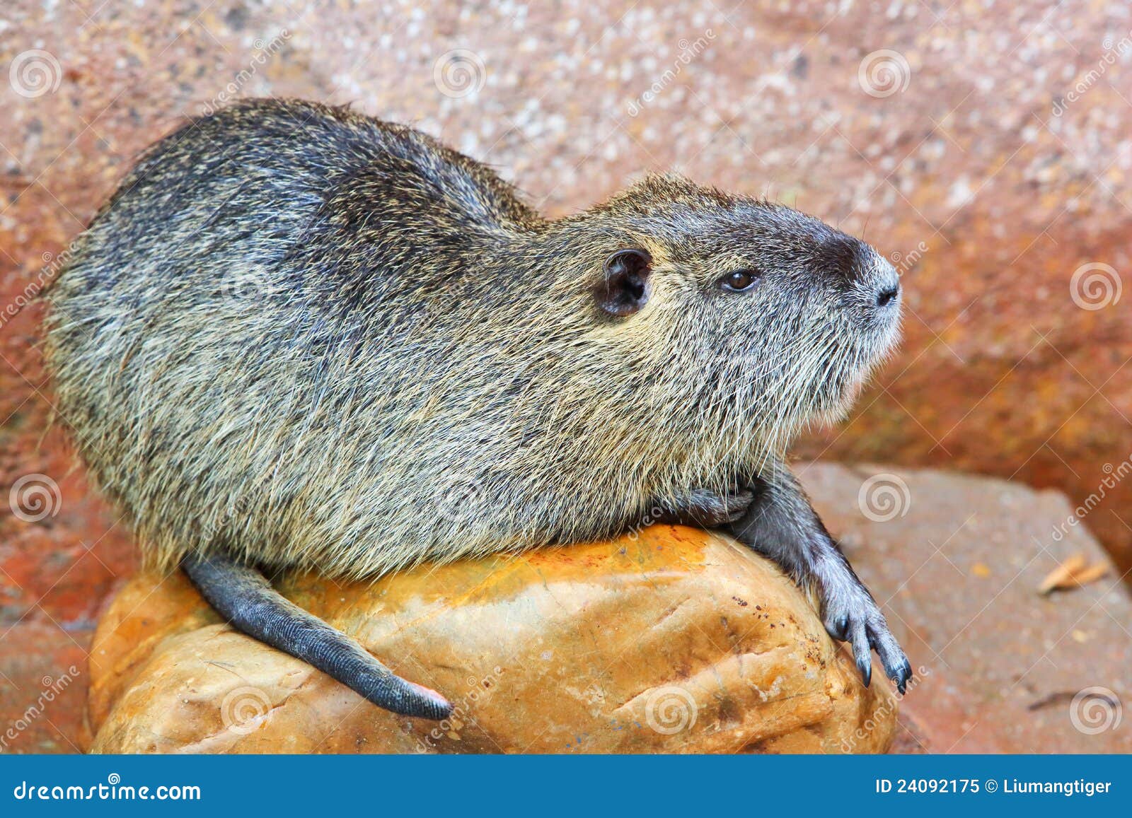 Beaver(Castor) 2 stock image. Image of amphibious, tail - 24092175
