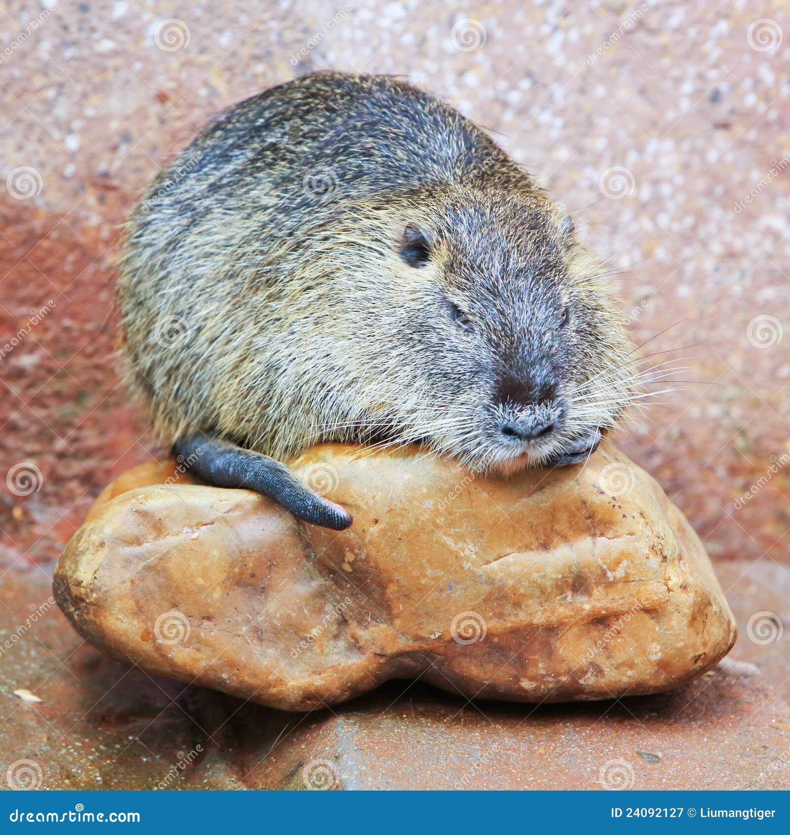 Beaver(Castor) stock image. Image of wildlife, nature - 24092127