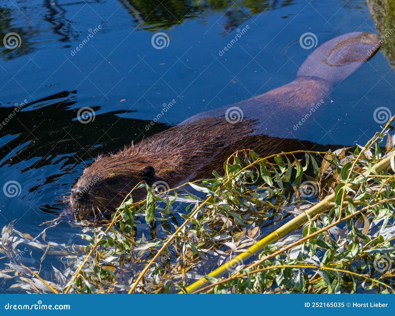 Beaver Castor Canadensis Gnaws on Fresh Branches. Wilhelma, Stuttgart ...