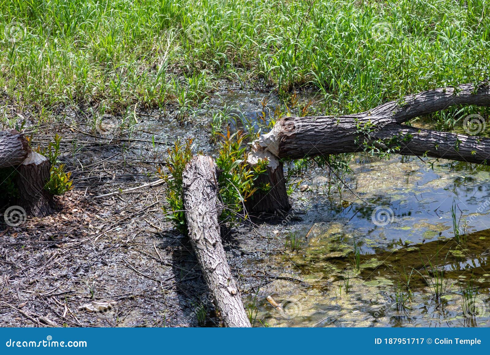 Beaver-Chewed Fallen Trees by the Water Stock Image - Image of bite ...
