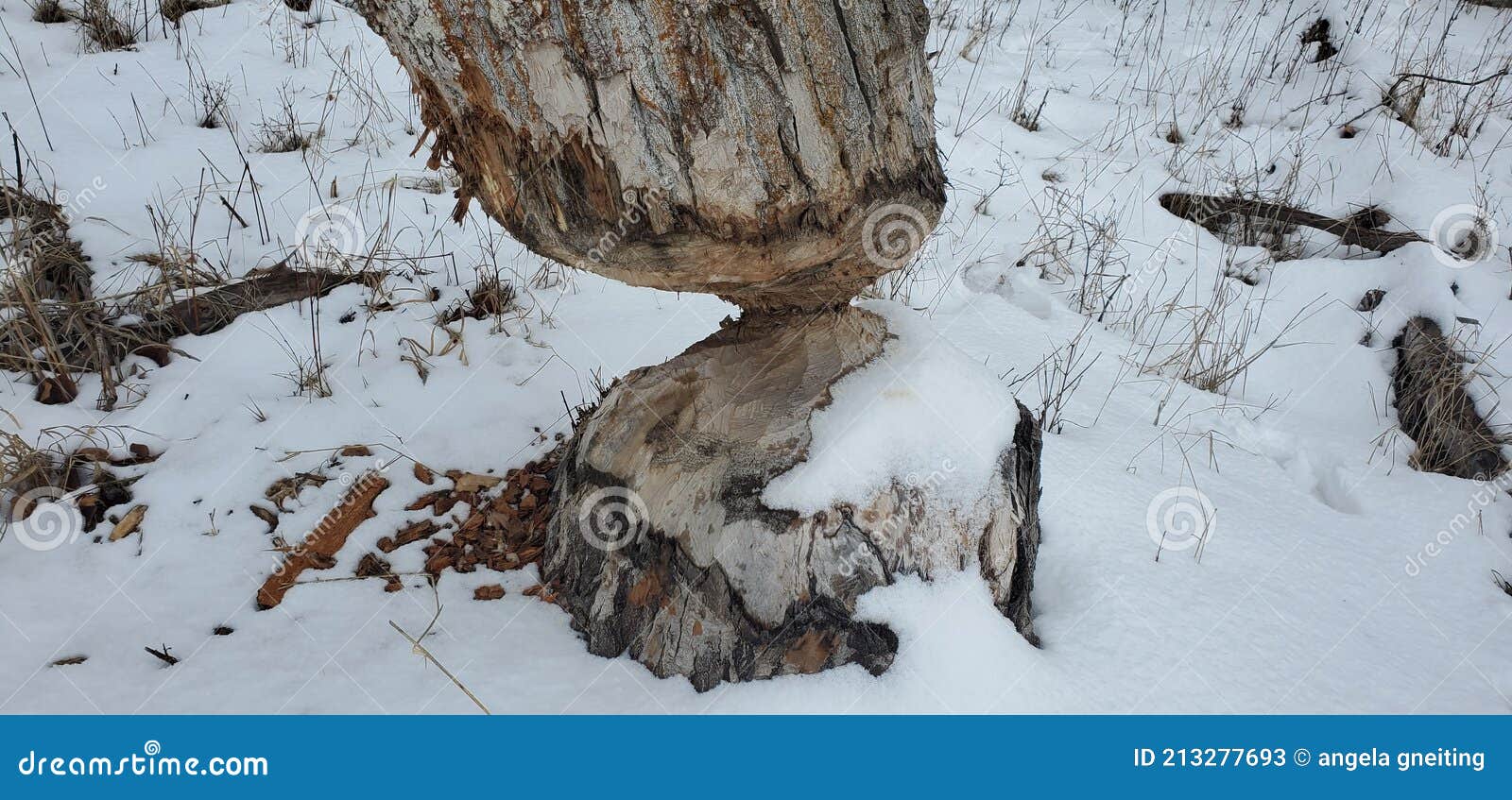 Beaver chewed tree stock image. Image of tree, animal - 213277693