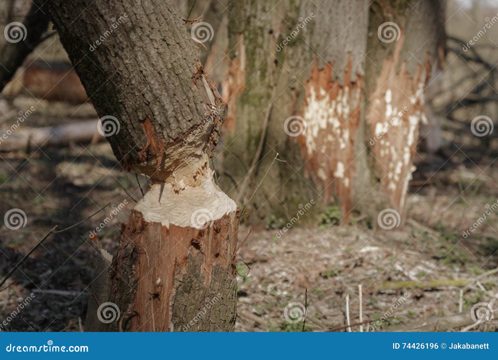 Beaver chewed tree stock photo. Image of trunk, sign - 74426196
