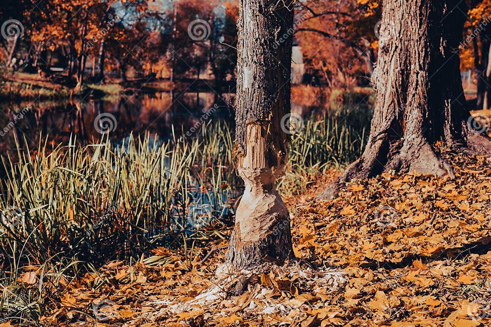 Beaver-chewed Tree by the River in Autumn Stock Photo - Image of forest ...