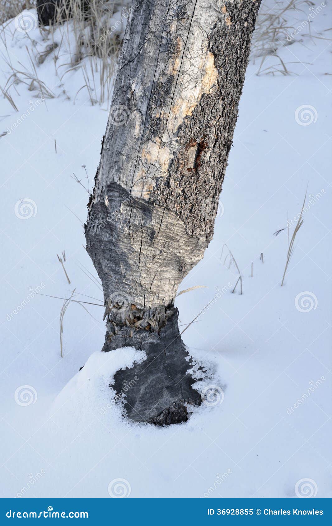 Beaver Chewed Tree in the Winter Stock Image - Image of wood, nature ...