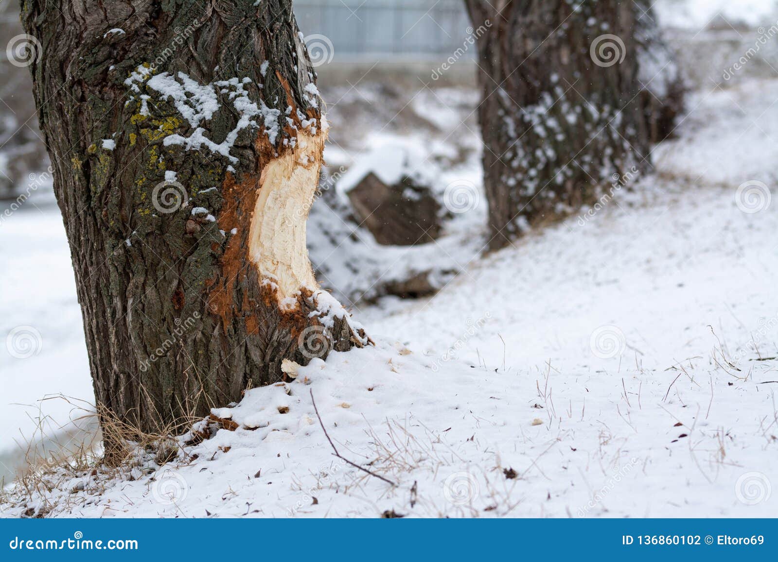 Beaver chewed wood. stock photo. Image of tree, environmental - 136860102