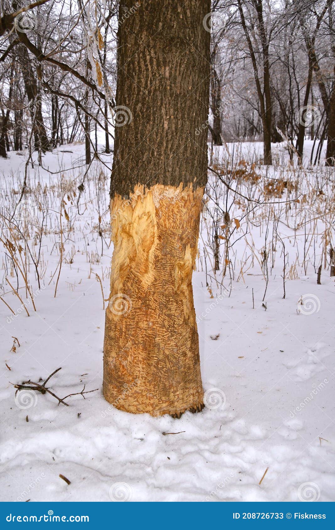 Beaver Chewing on a Ash Tree Inn the Winter Stock Image - Image of chew ...