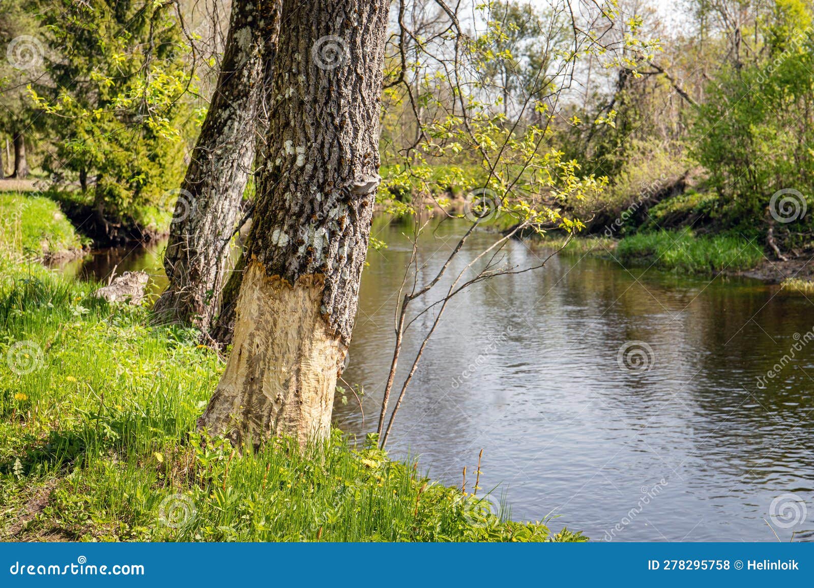 Beaver Chewing Damaged Tree Trunk and Bark by the River Outdoors in the ...