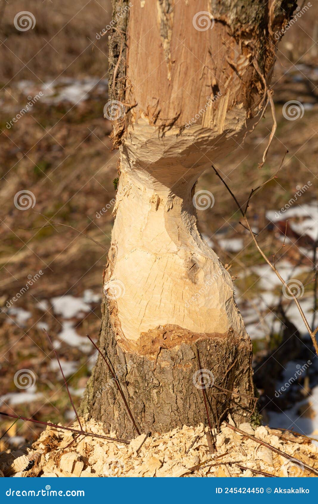 Beaver chewing down a tree stock photo. Image of food - 245424450
