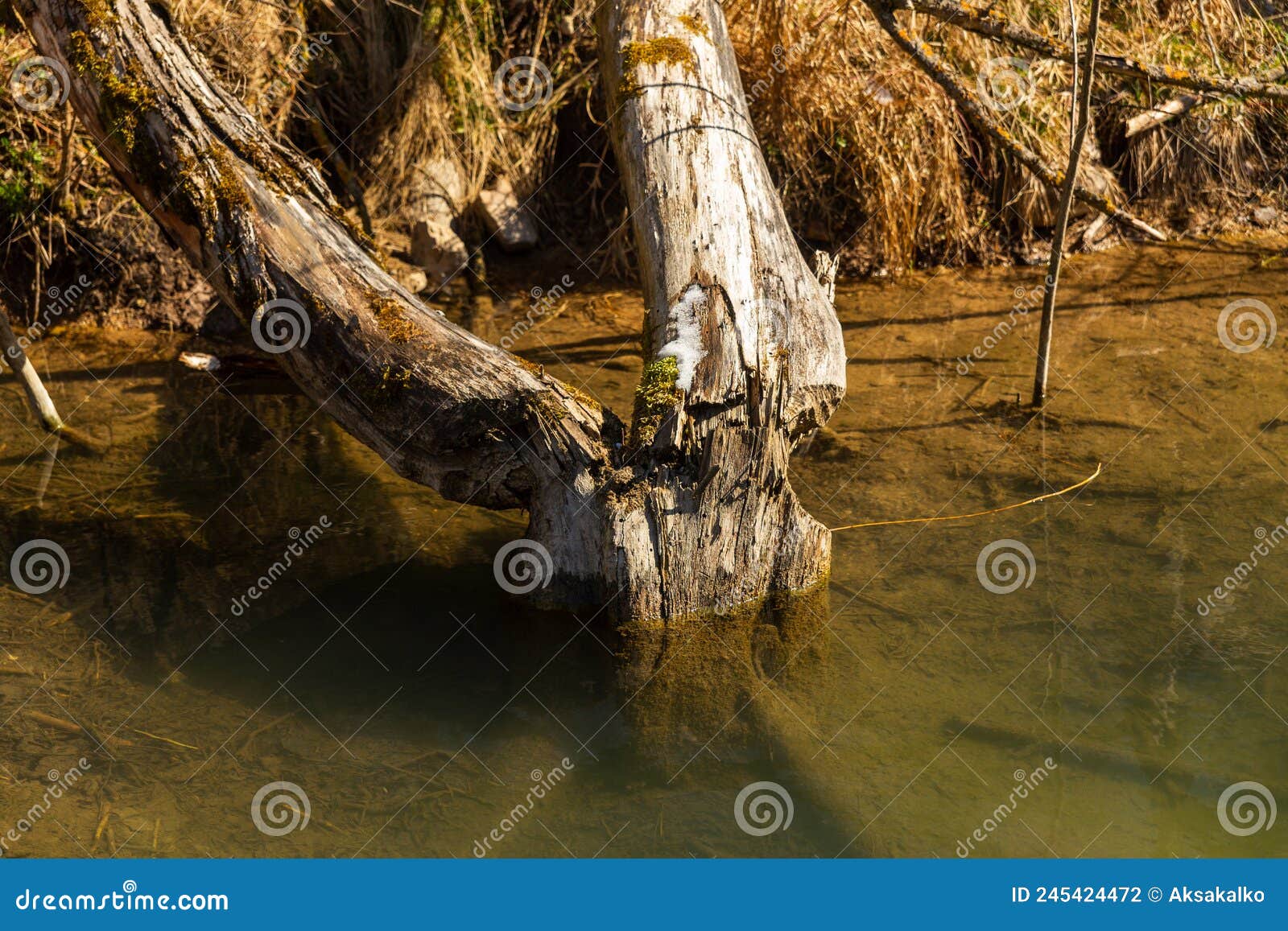 Beaver Chewing Down A Tree. Beavers Destruction In Czech.The Beaver ...