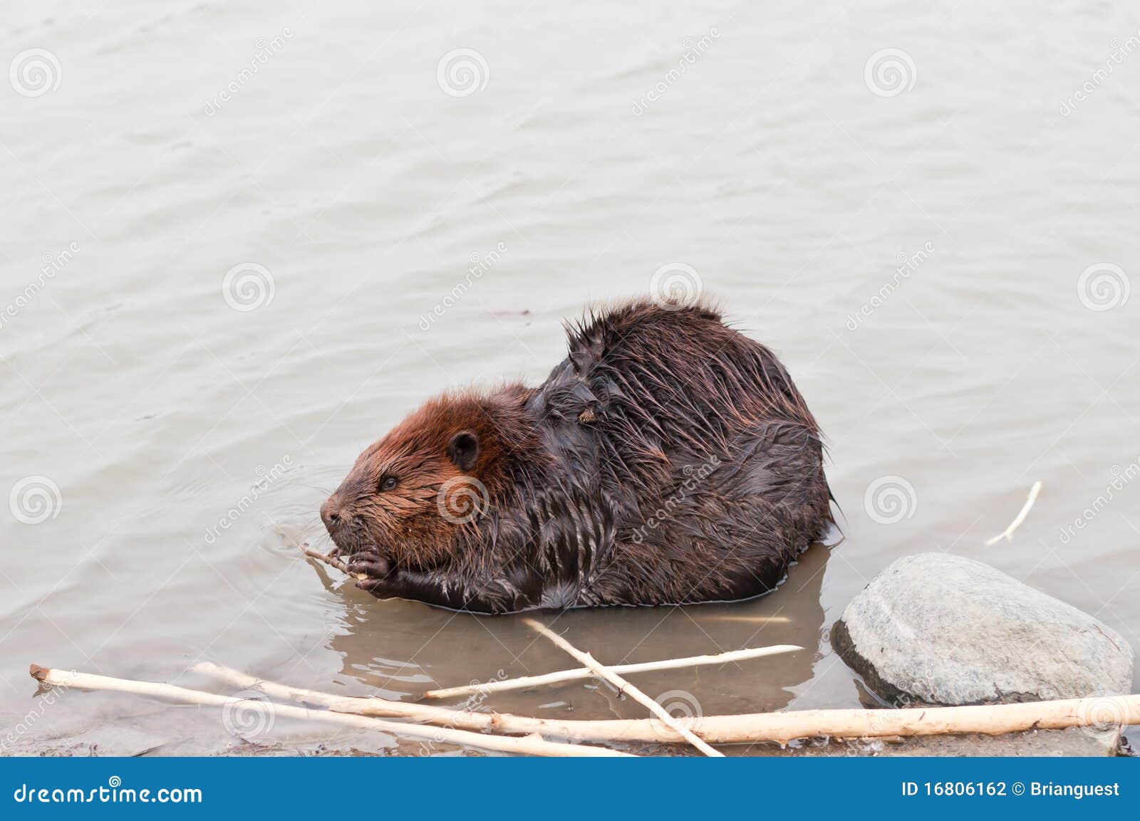 Beaver Chewing a Stick stock photo. Image of water, horizontal - 16806162