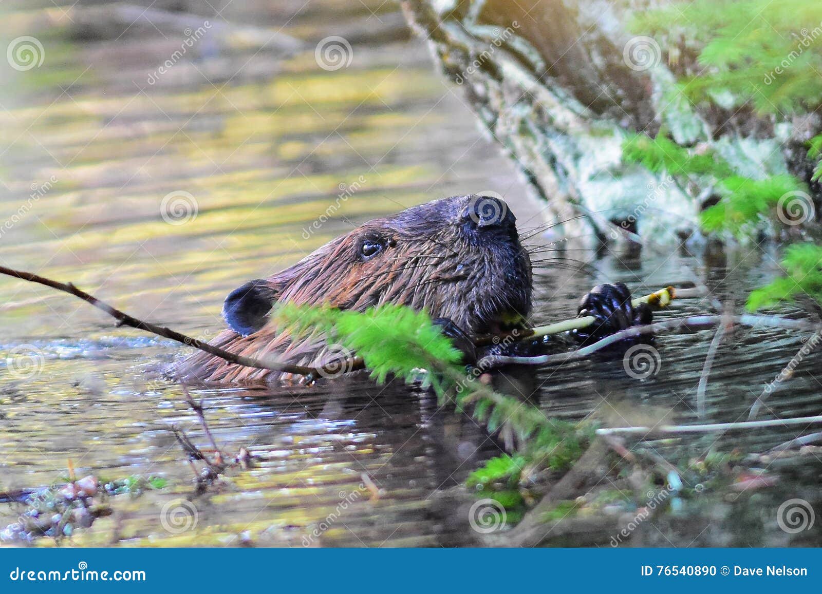 Beaver Chewing Down A Tree. Beavers Destruction In Czech.The Beaver ...