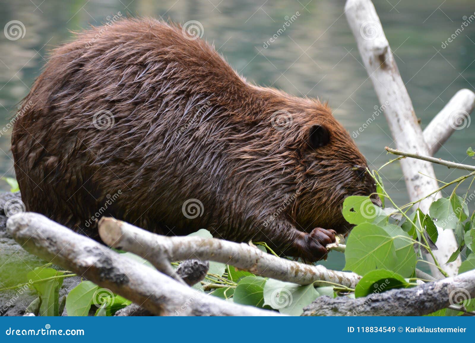 Beaver Chewing Down A Tree. Beavers Destruction In Czech.The Beaver ...