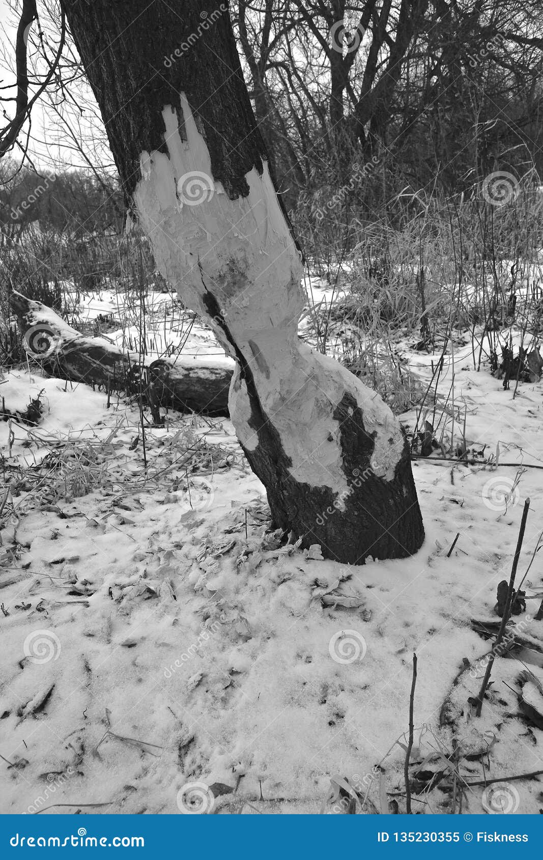 Beaver Chewing Down A Tree. Beavers Destruction In Czech.The Beaver ...