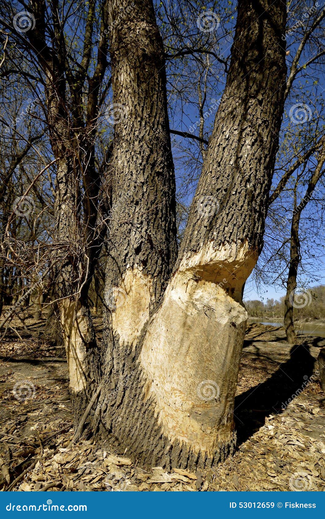 Beaver chewings on a tree stock image. Image of rodent - 53012659