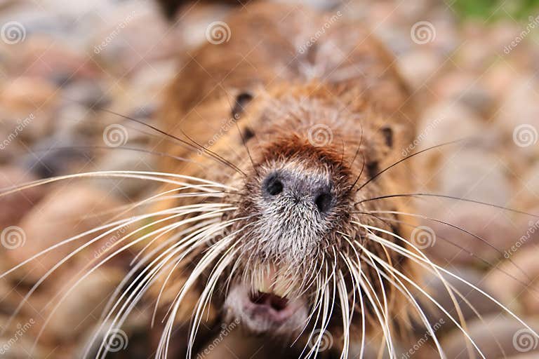 Beaver close-up stock photo. Image of dentist, camera - 10321854