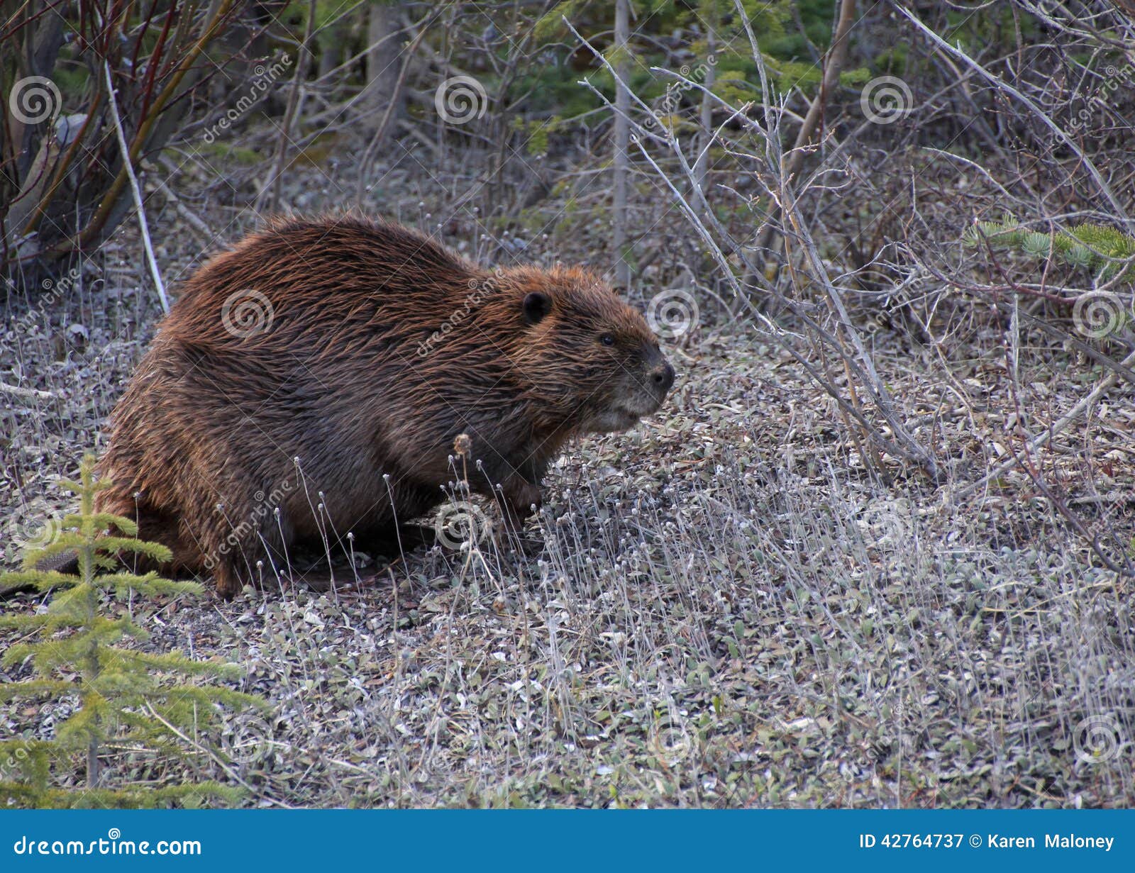 Beaver stock image. Image of close, wildlife, animal - 42764737