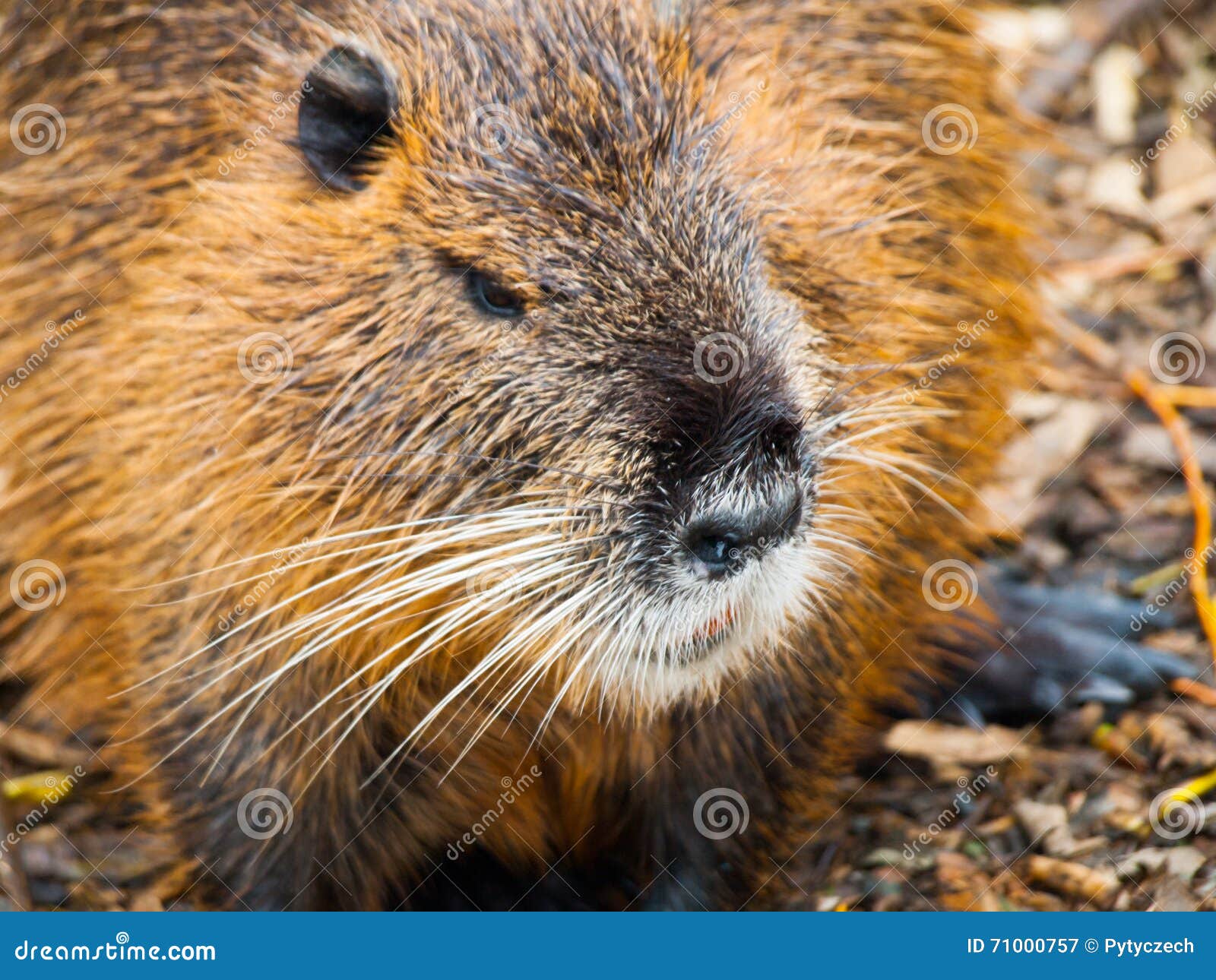 Beaver close up view stock image. Image of tail, nature - 71000757