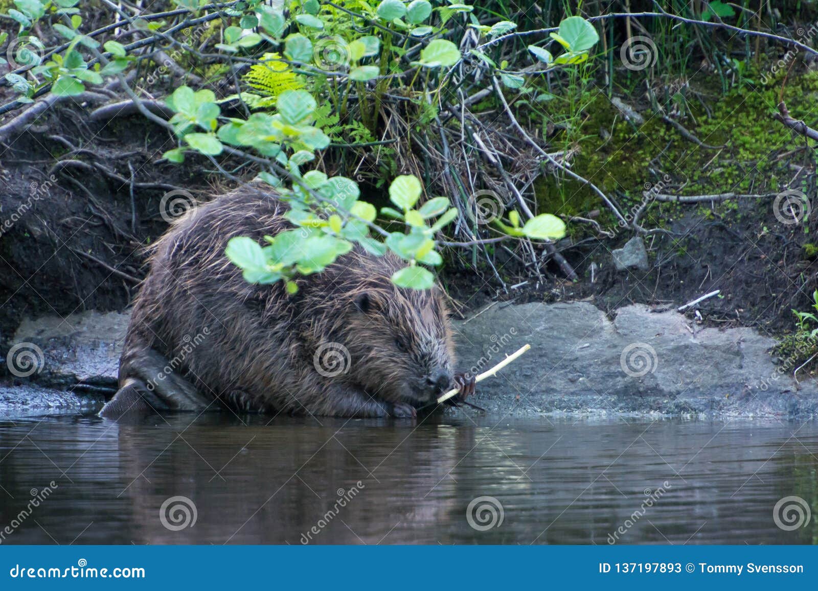 Beaver on a Creek in Sweden Stock Image - Image of fiber, watersweden ...