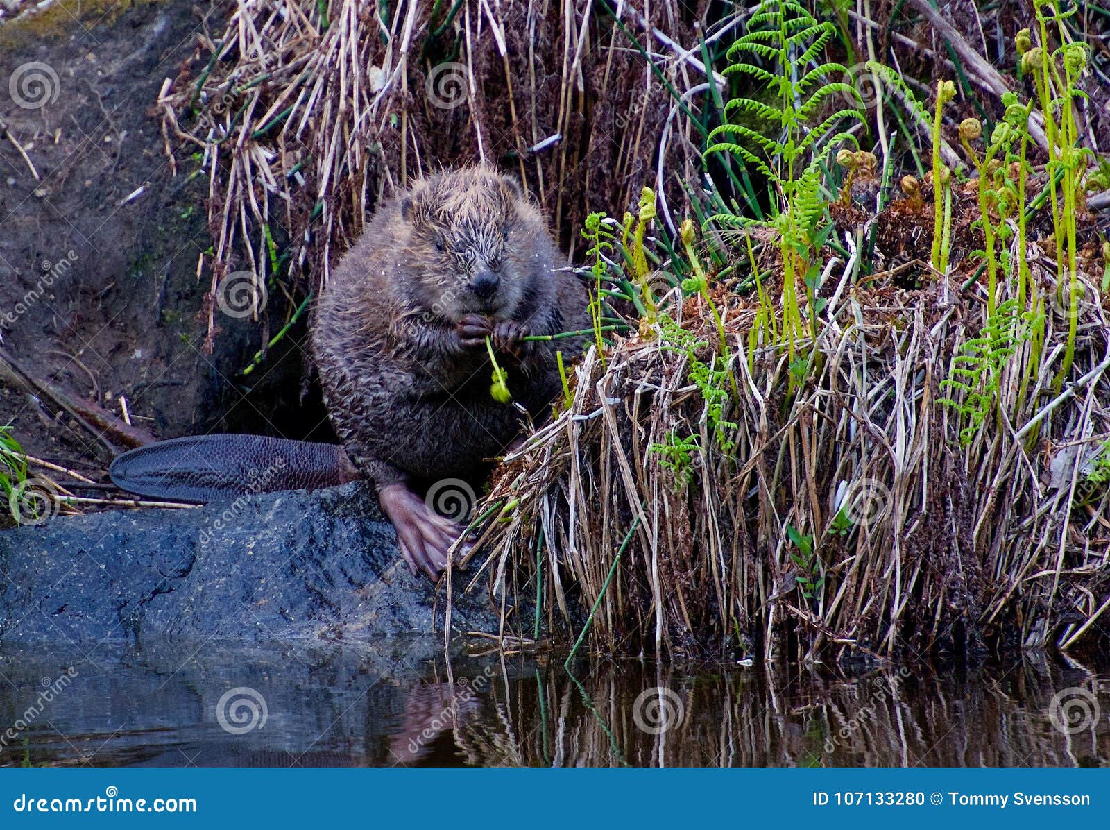 Beaver on a Creek in Sweden Stock Photo - Image of life, sweden: 107133280
