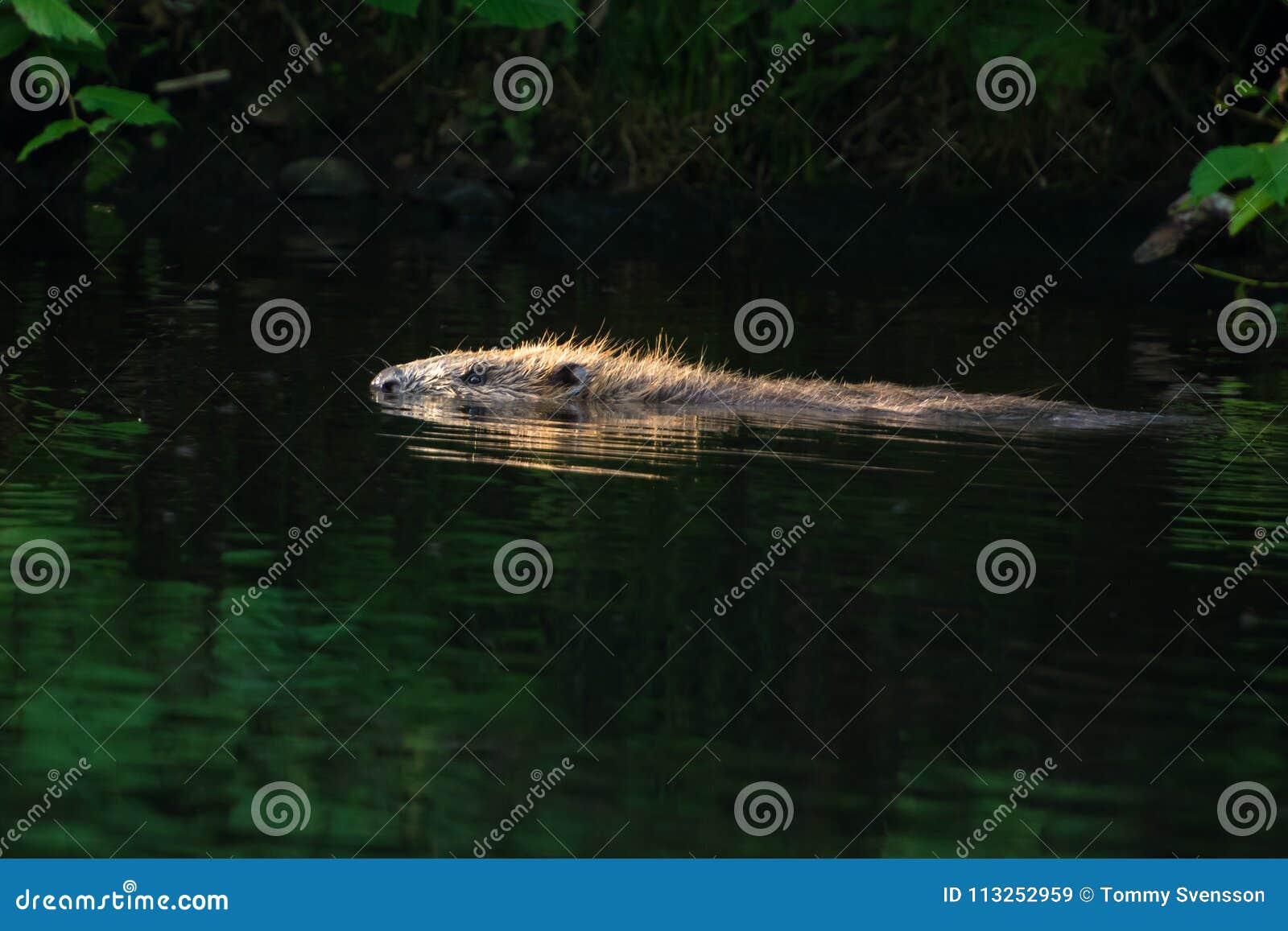 Beaver on a Creek in Sweden Stock Image - Image of coast, morning ...