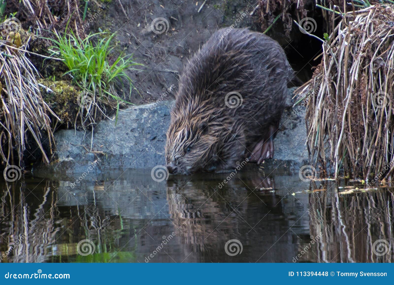 Beaver on a Creek in Sweden Stock Photo - Image of city, trees: 113394448