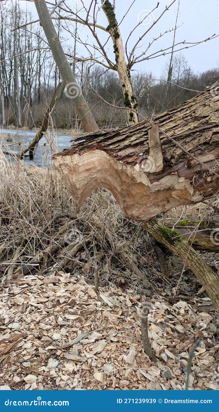 Beaver cut tree stock image. Image of rock, woodland - 271239939