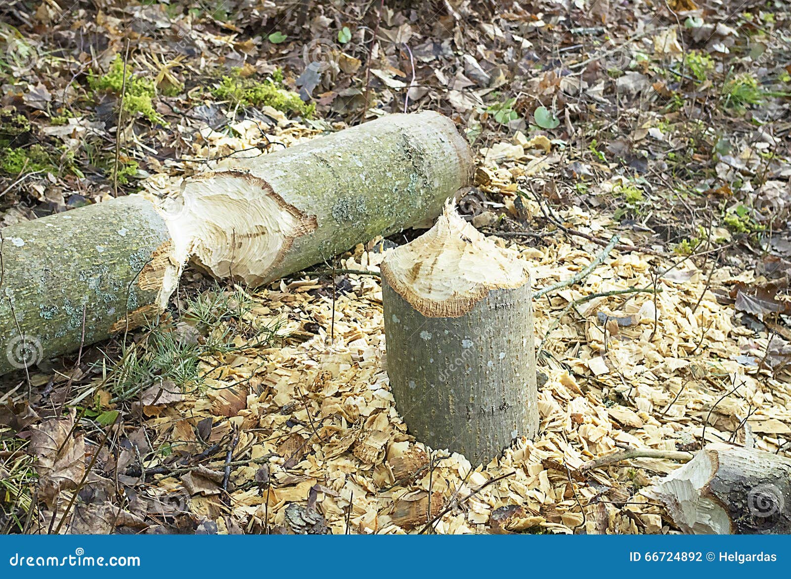 Beaver cut tree stock photo. Image of vegetation, bite - 66724892