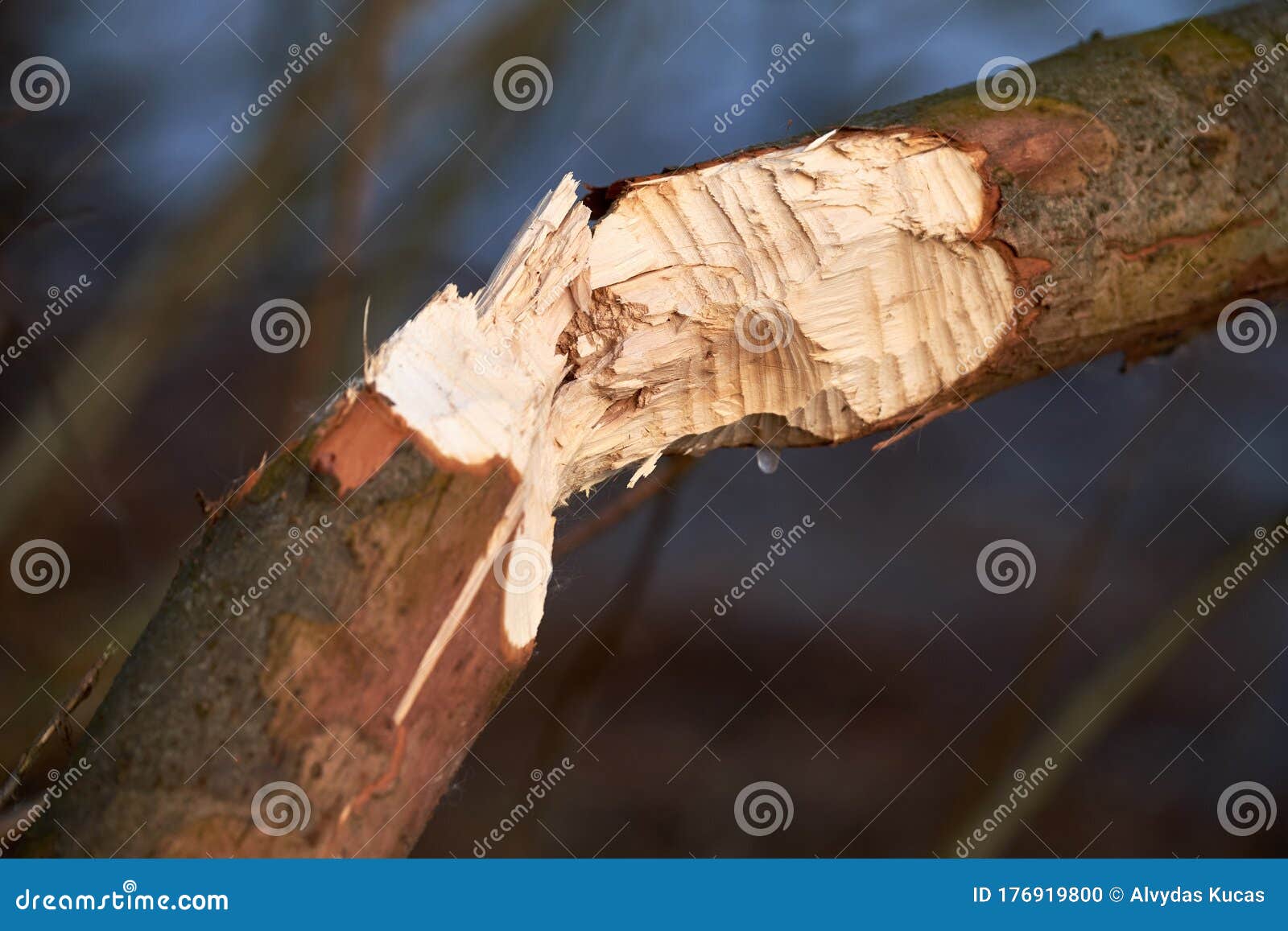 Beaver cut trees stock photo. Image of nibbled, damage - 176919800