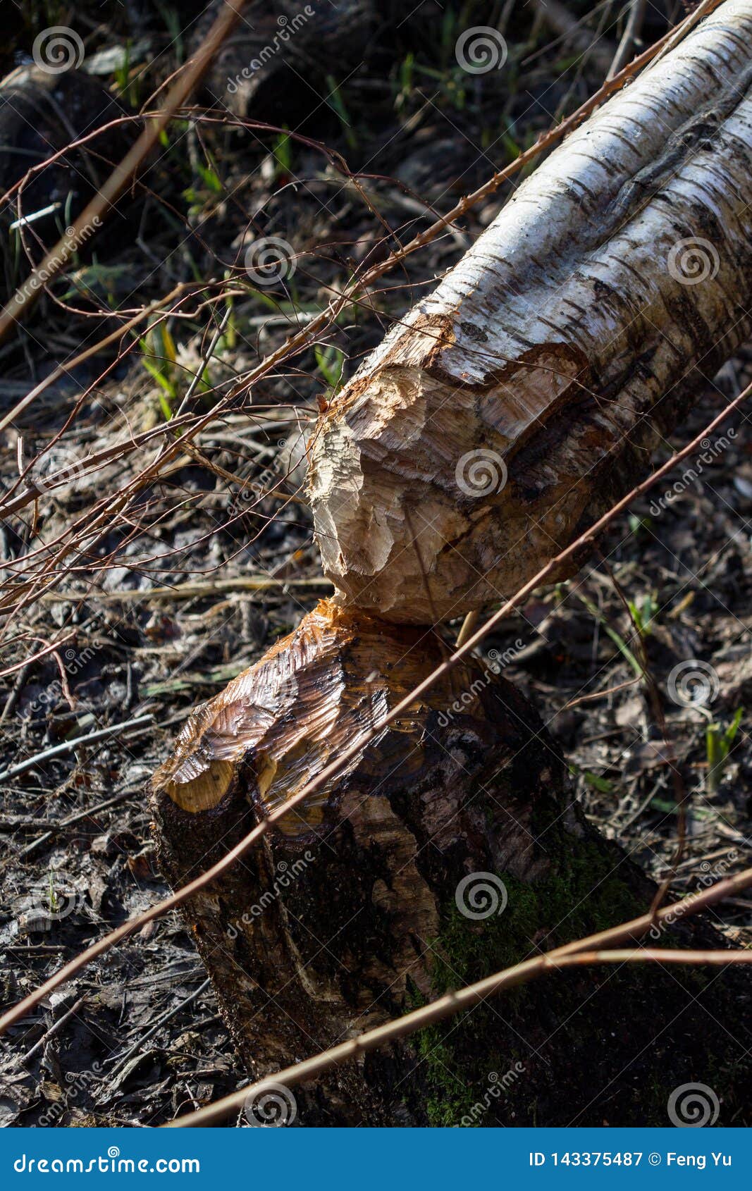 Beaver cutting down a tree stock image. Image of close - 143375487