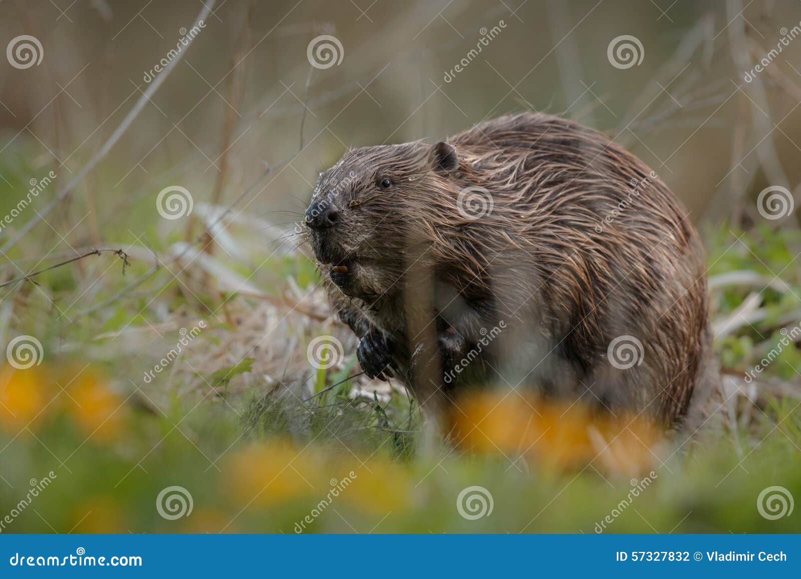 Funny Beaver Cartoon Stock Images - Download 8 Royalty Free Photos