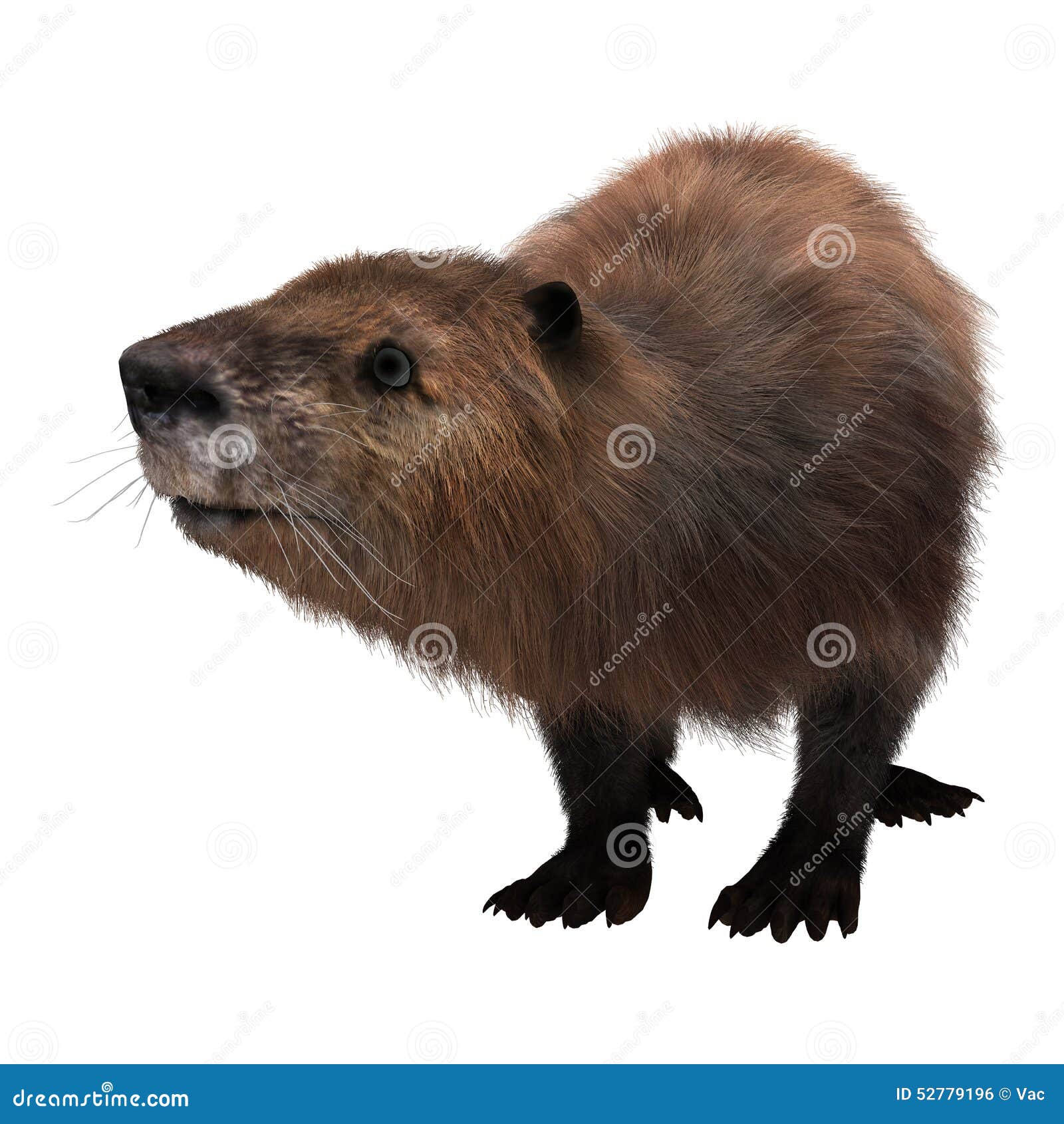 Cute Beaver With Fat Whiskers Floating Peacefully Generated By AI ...