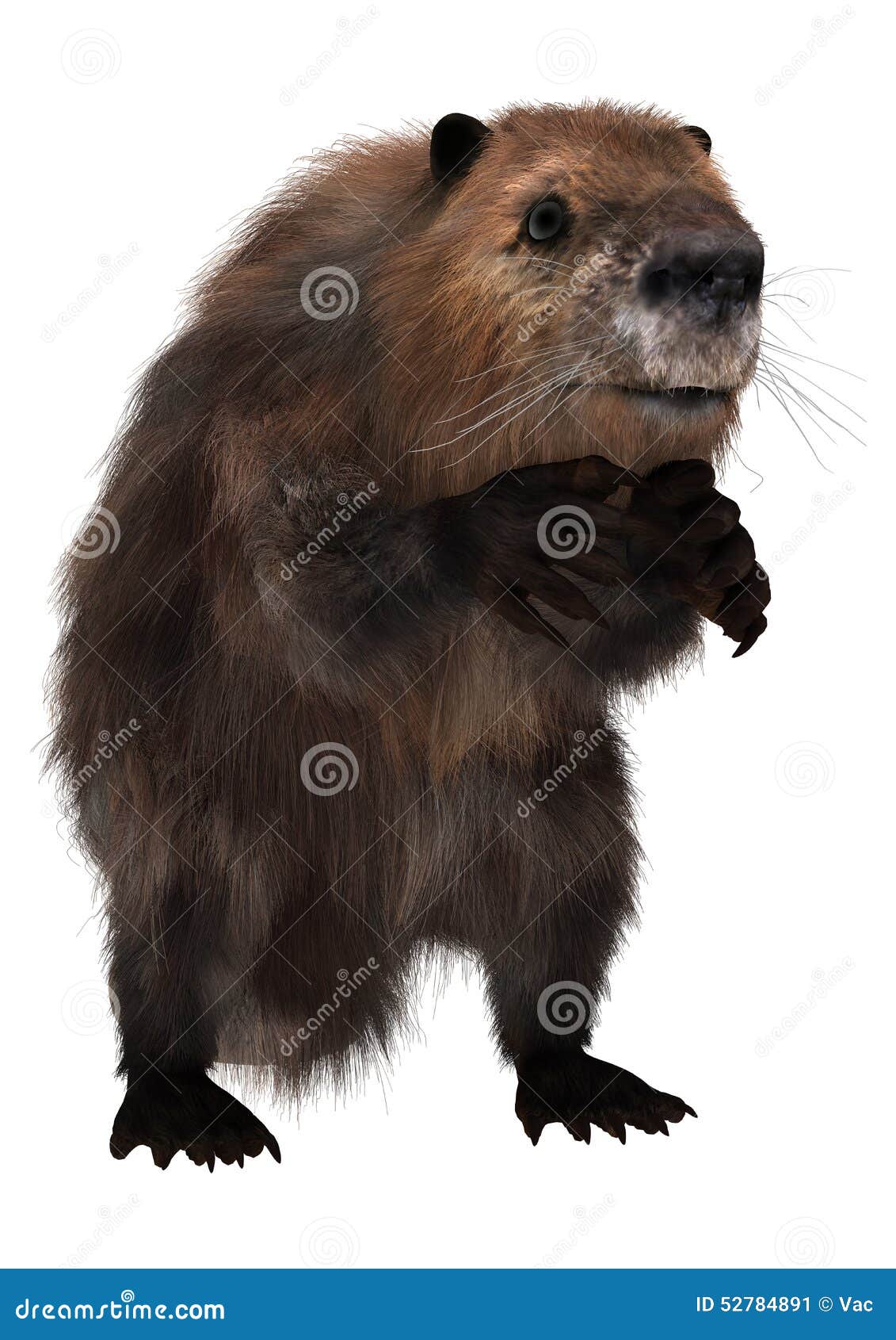 Beaver stock illustration. Illustration of castor, wildlife - 52784891