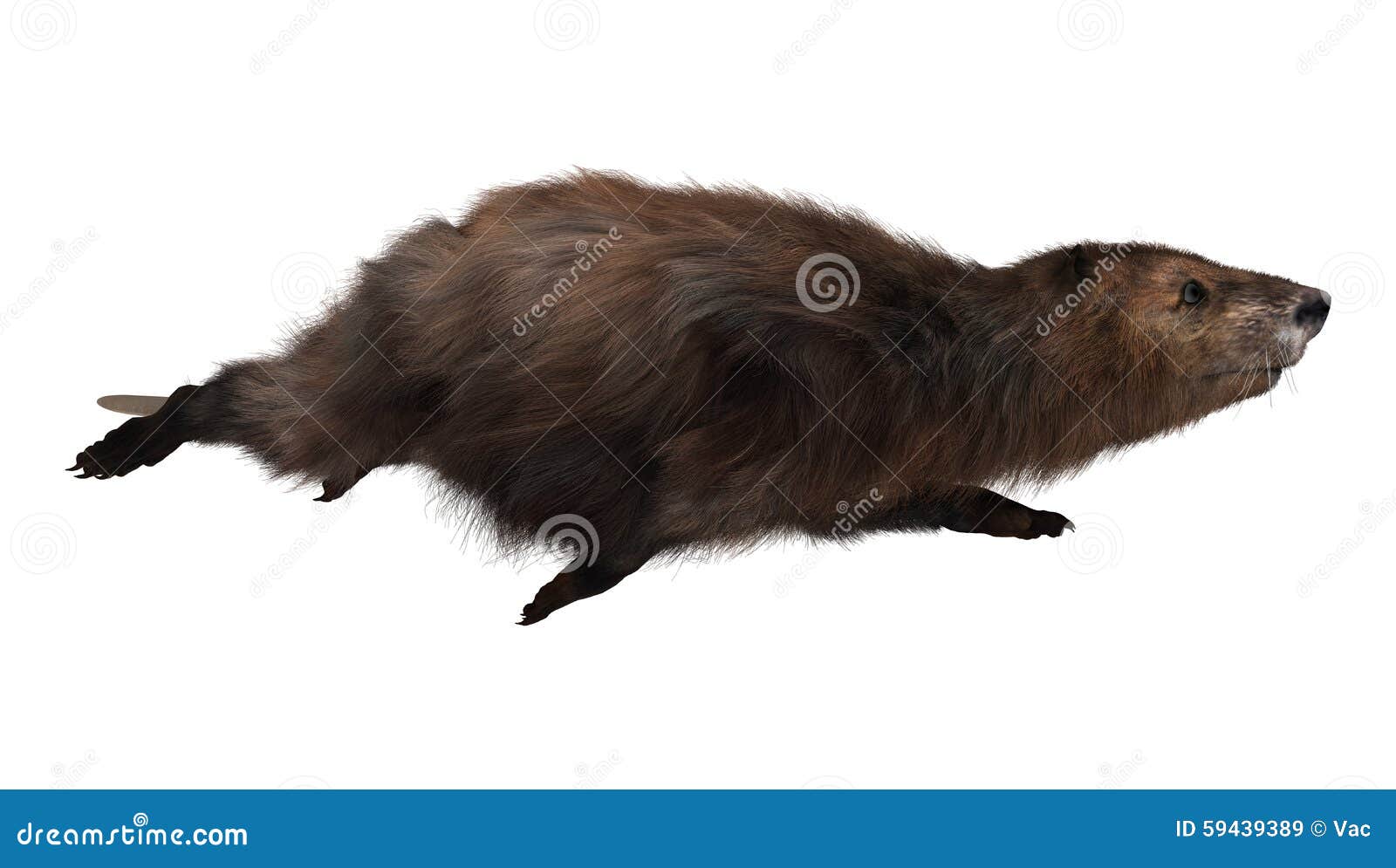 Beaver stock illustration. Illustration of white, animal - 59439389