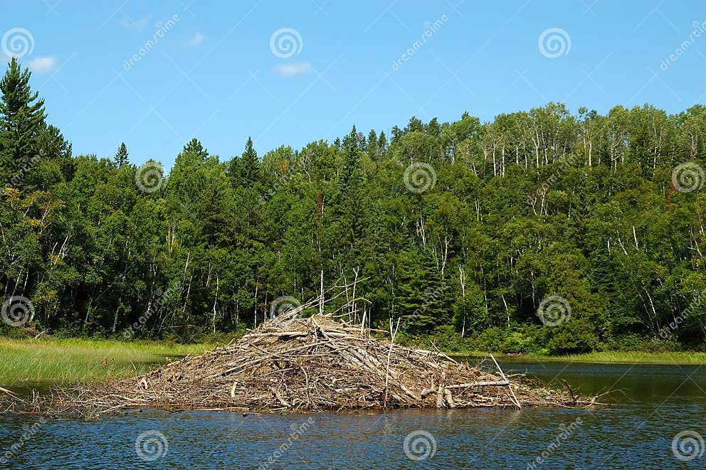 Beaver Dam stock image. Image of northern, cottage, country - 11679243