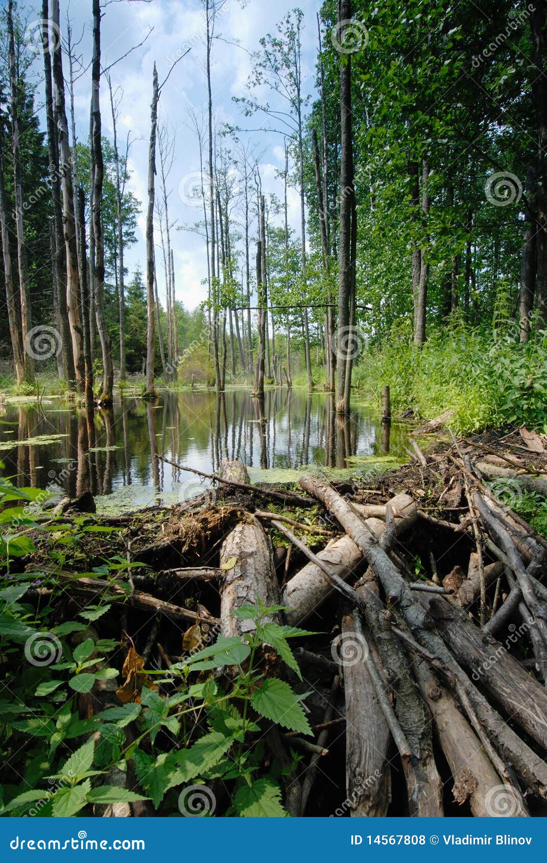 Beaver Dam stock photo. Image of stream, building, structure - 14567808