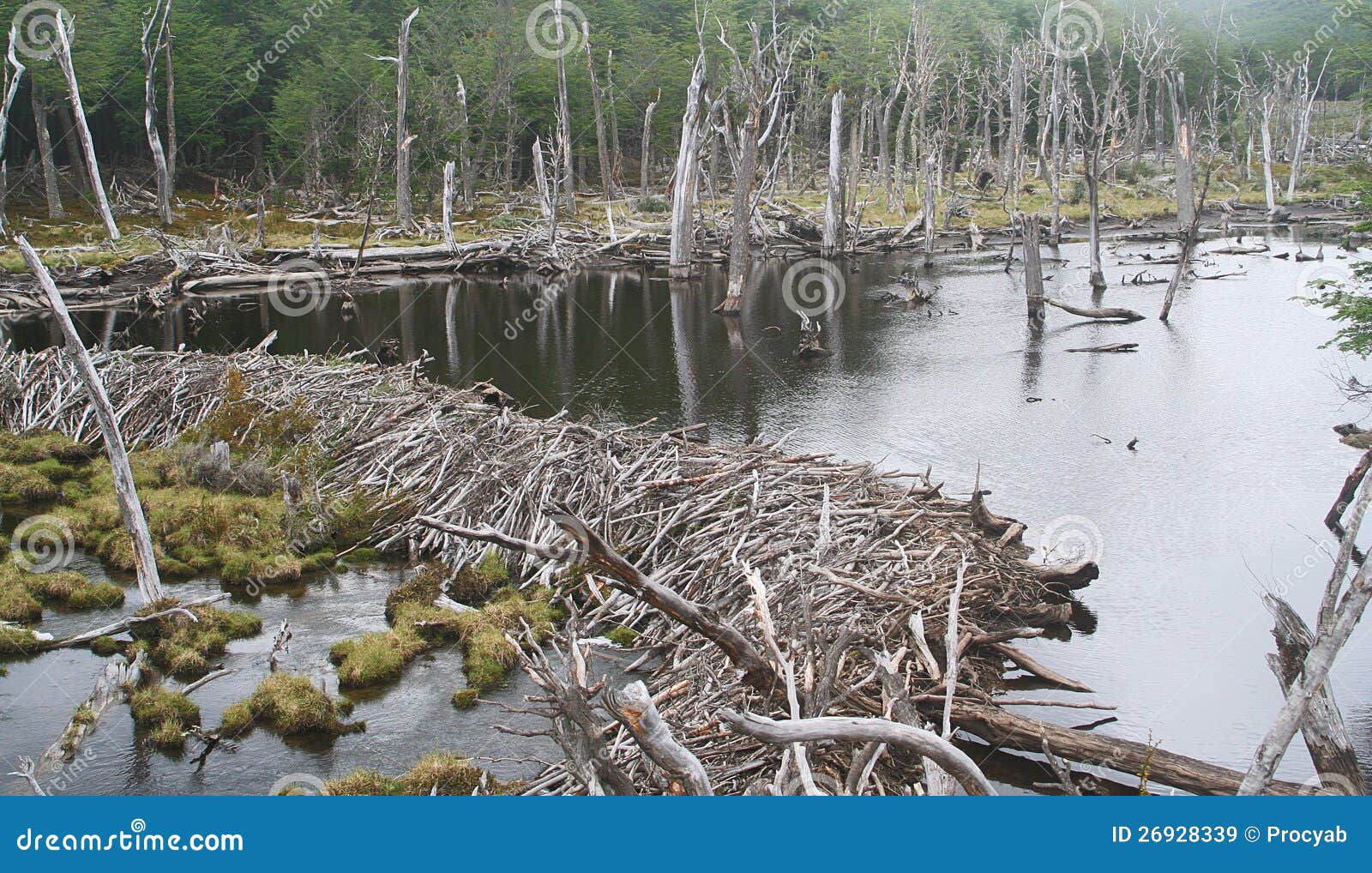 Beaver dam stock image. Image of nature, argentina, ecosystem - 26928339