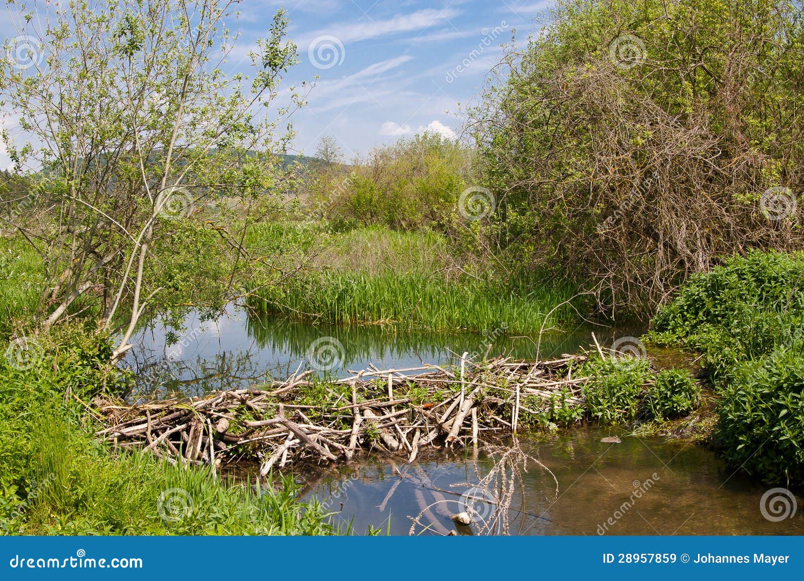 Beaver dam stock image. Image of river, nature, ecology - 28957859