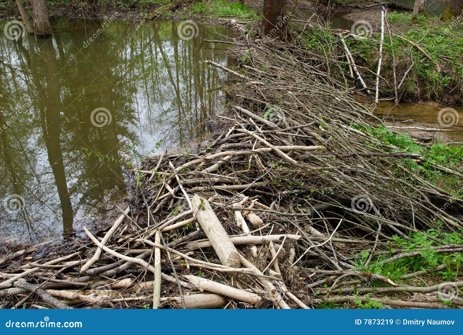 Beaver dam stock image. Image of national, tree, structure - 7873219