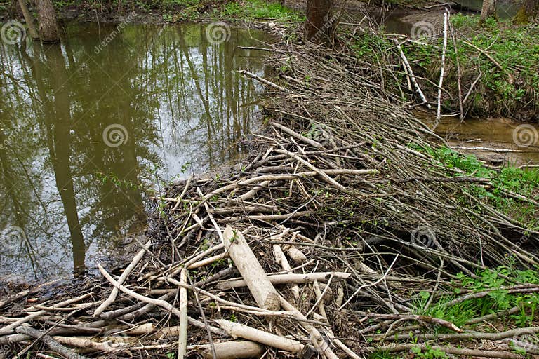 Beaver dam stock image. Image of national, tree, structure - 7873219
