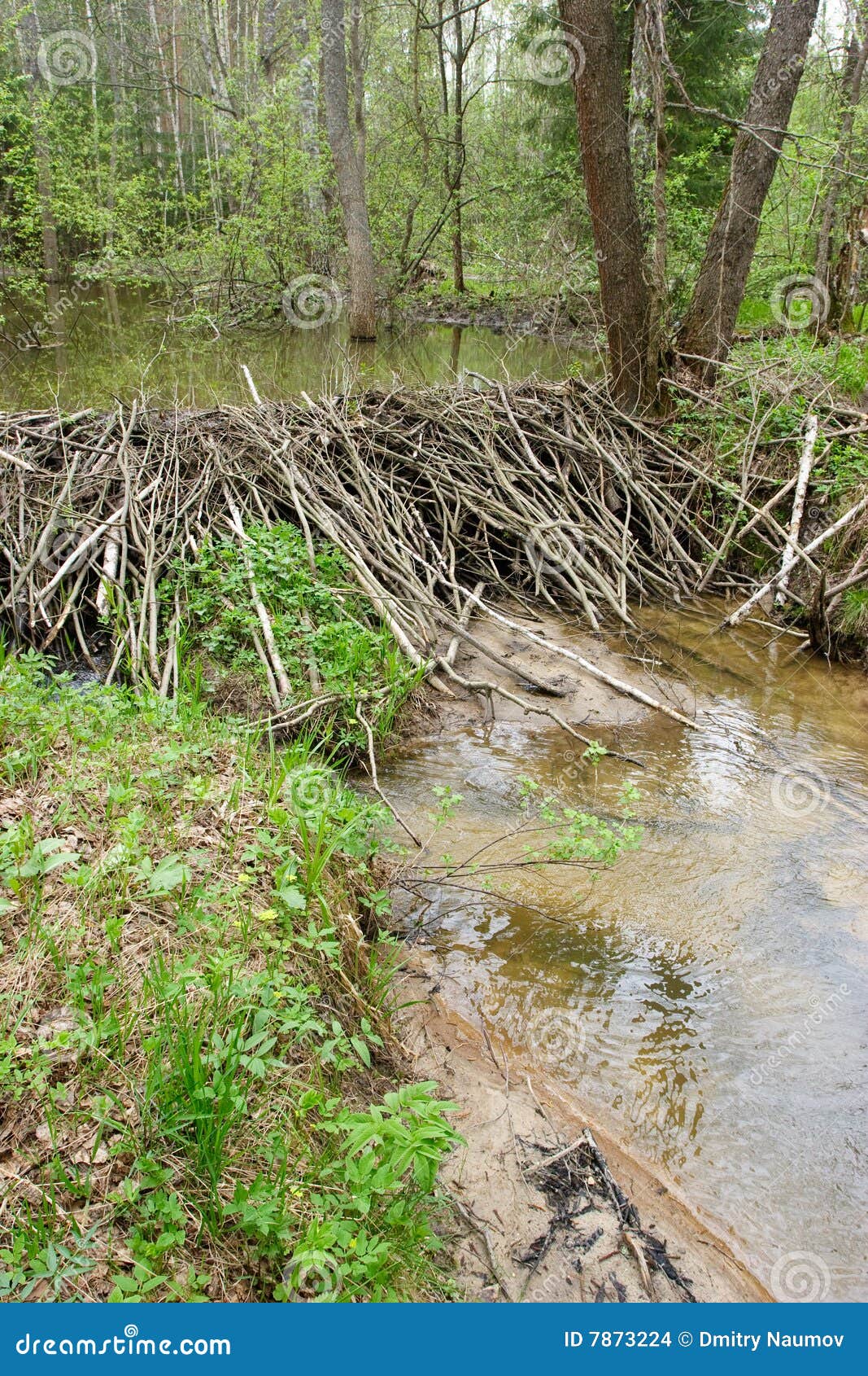 Beaver dam stock photo. Image of lake, swimming, trees - 7873224