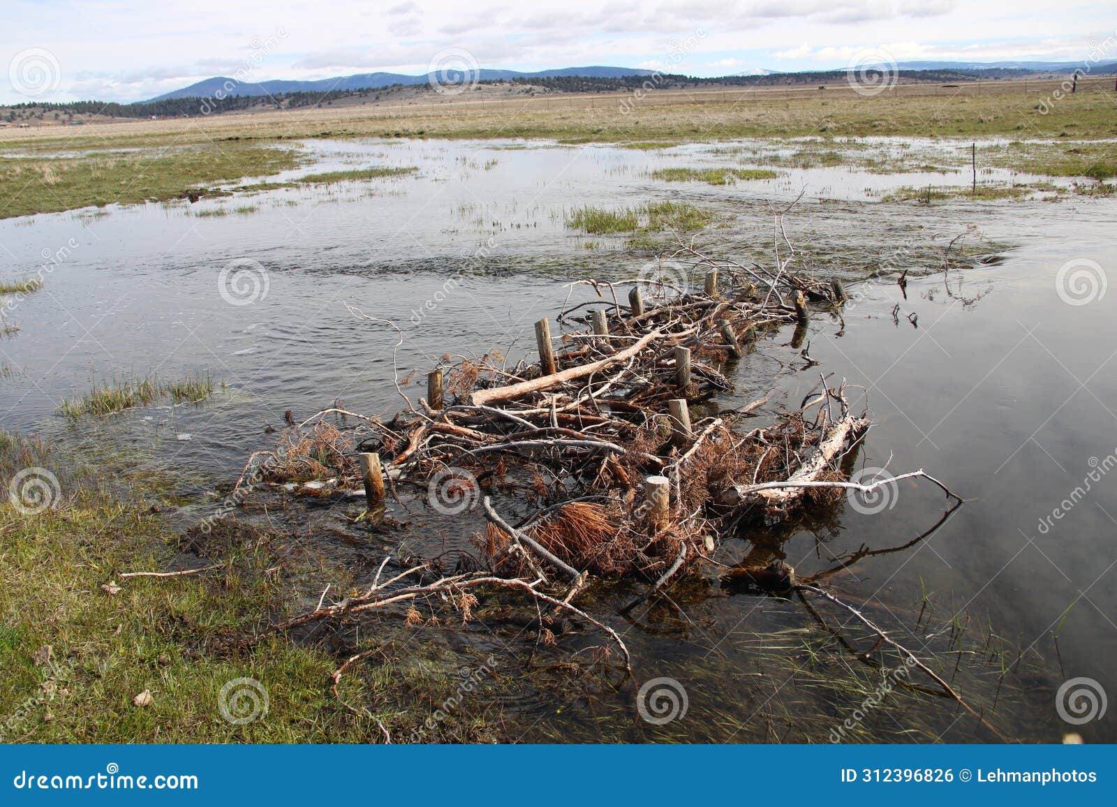 Beaver Dam Analogs on a Valley Stream Stock Photo - Image of influence ...