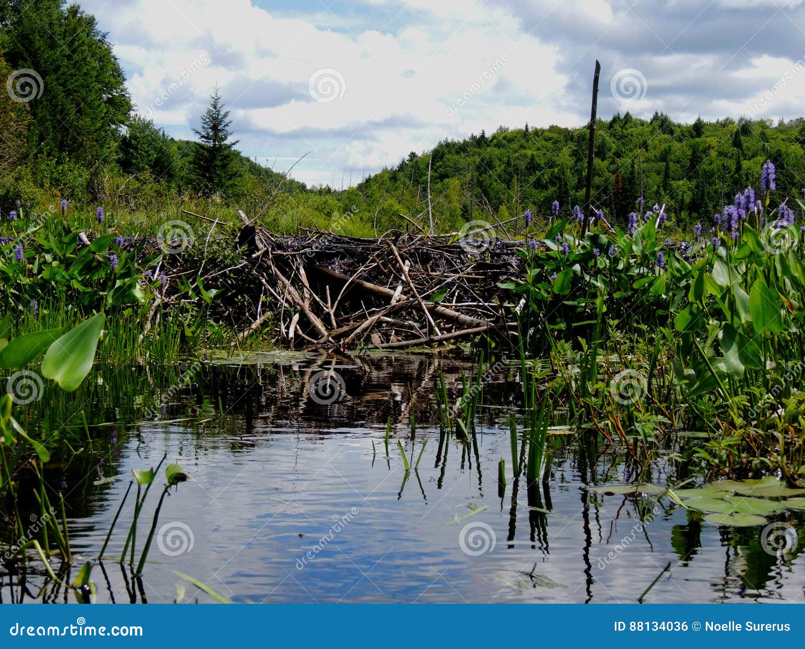 Beaver Dam stock photo. Image of forested, blocking, stream - 88134036