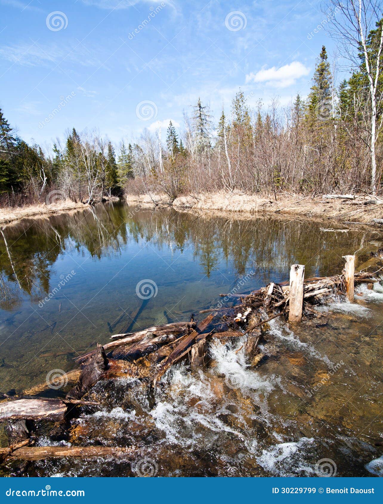Beaver Dam stock image. Image of environment, lake, beauty - 30229799