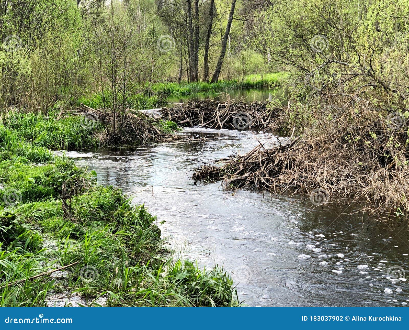 Beaver Dam from Branches on the River Stock Photo - Image of castor ...