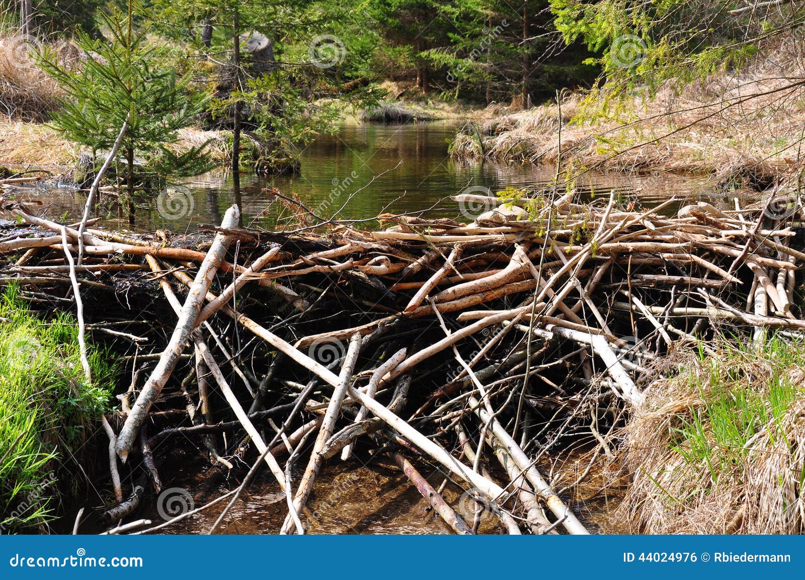 Beaver dam stock photo. Image of logged, ditch, wood - 44024976