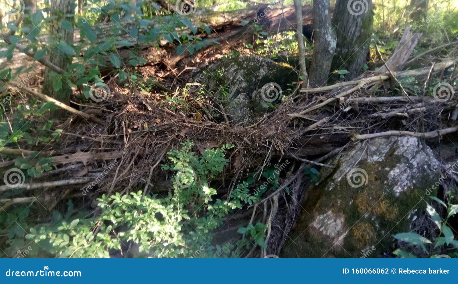 Beaver Dam Creek Water Nature Animals Den Stock Photo - Image of ...