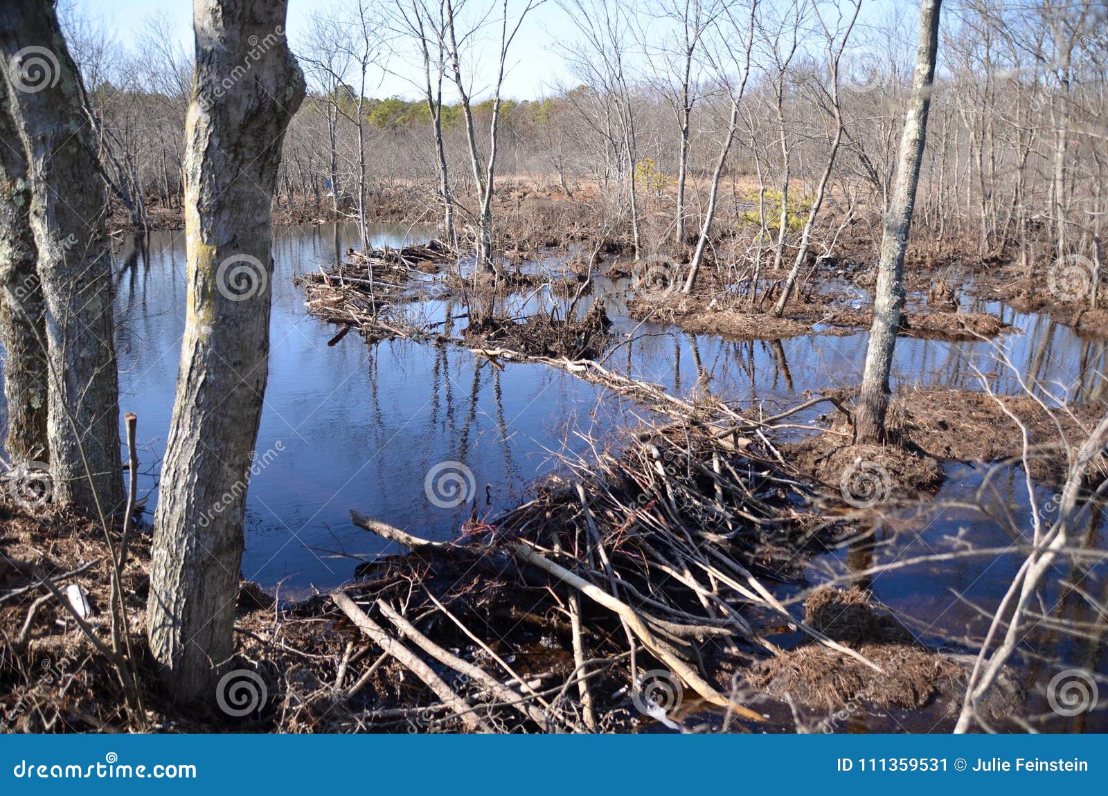 Beaver Dam stock image. Image of nature, branches, beavers - 111359531