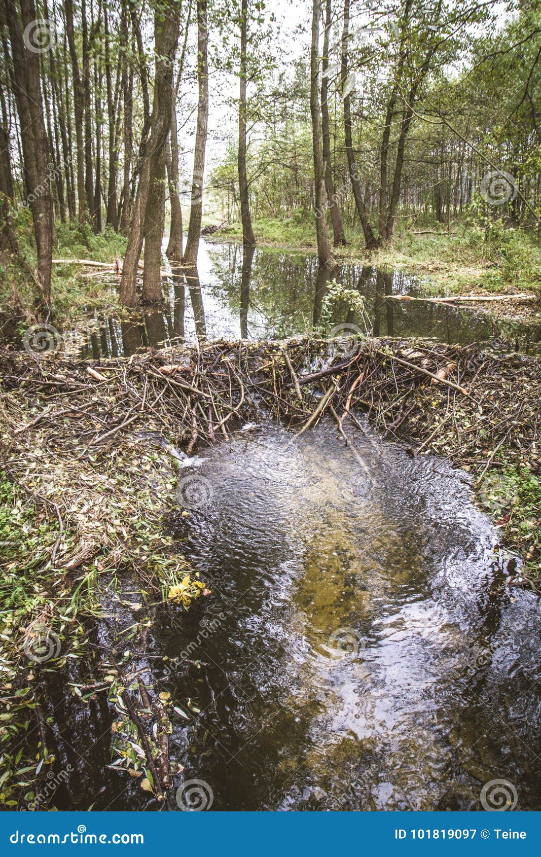 Beaver dam stock image. Image of back, construction - 101819097