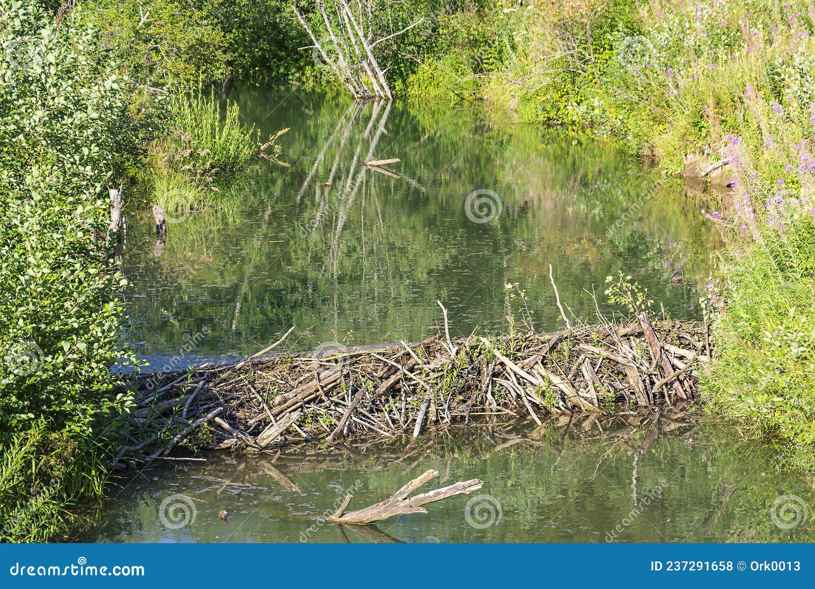 Beaver dam in the forest stock photo. Image of environmental - 237291658